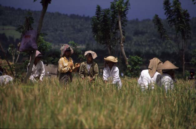 Frauen bei der Reisernte auf Bali Foto & Bild | asia, indonesia ...