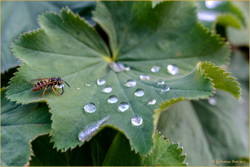 Frauenmantels Lotuseffekt Foto & Bild | natur, pflanzen, fight-club ...