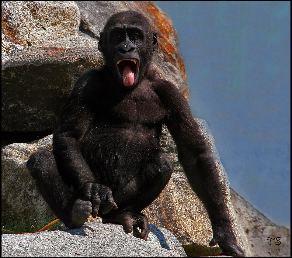 frech Foto & Bild | tiere, zoo, wildpark & falknerei, säugetiere Bilder ...