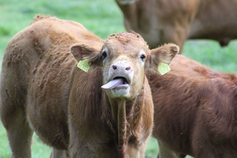Frech Foto & Bild | tiere, haustiere, nutztiere Bilder auf fotocommunity