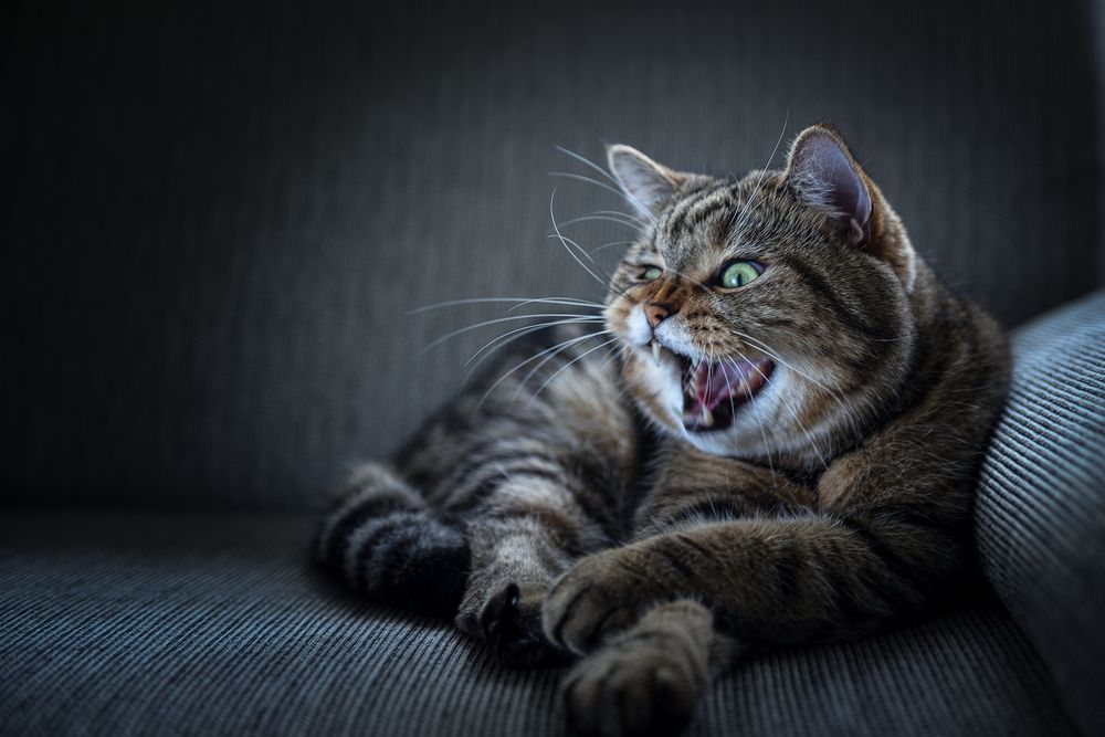 frech Foto & Bild | tiere, haustiere, katzen Bilder auf fotocommunity