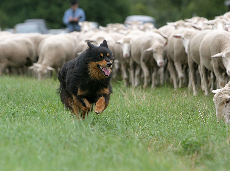 Frech... Foto & Bild | tiere, haustiere, hunde Bilder auf fotocommunity