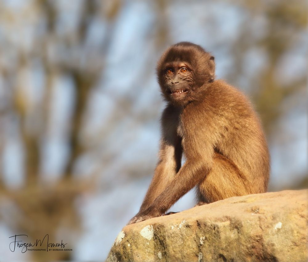 Frech kommt weiter Foto & Bild | tiere, zoo, wildpark & falknerei ...