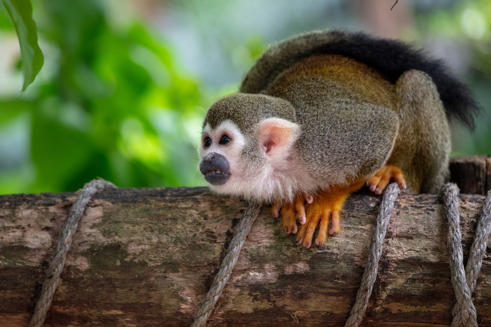 Frech und neugierig Foto & Bild | tiere, zoo, wildpark & falknerei ...