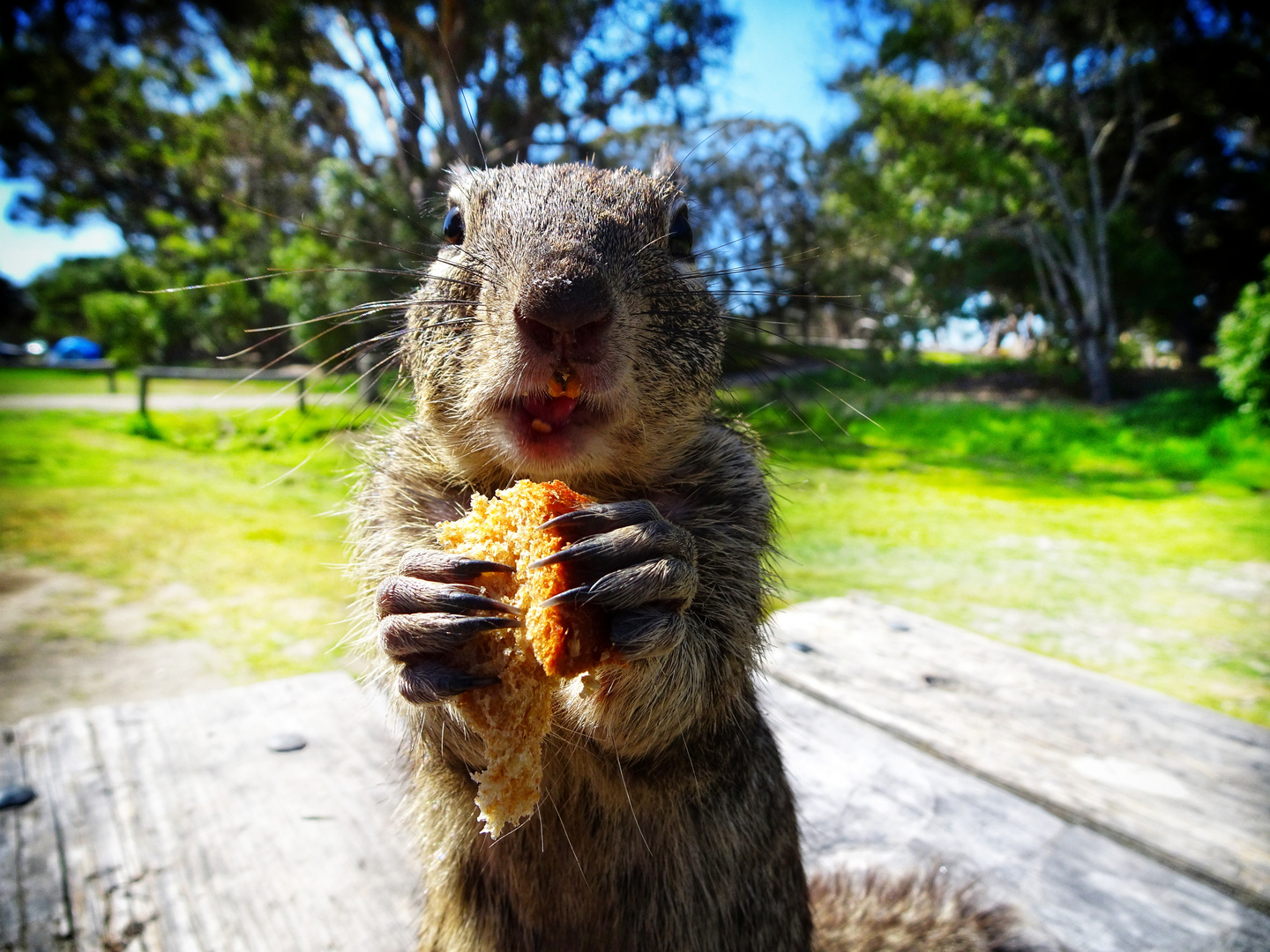 Frechdachs Foto & Bild | fotos, usa, world Bilder auf fotocommunity