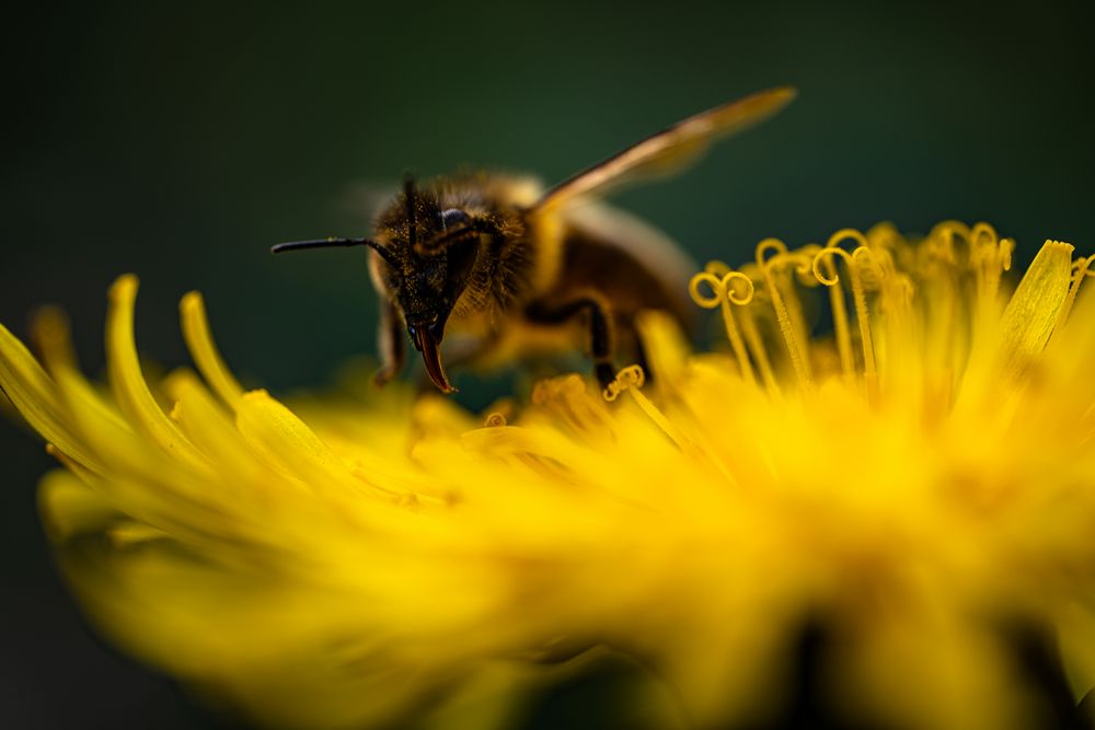 Freche Biene Foto & Bild | natur, insekten, tiere Bilder auf fotocommunity
