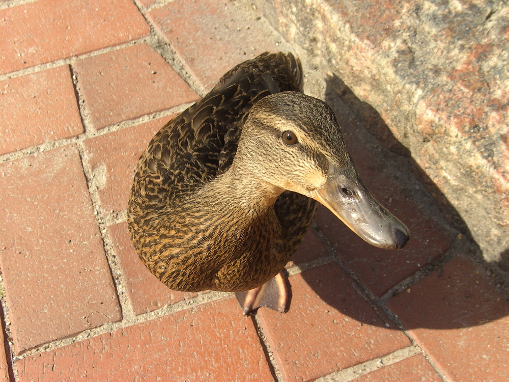 Freche Ente Foto & Bild | tiere, haustiere, vögel Bilder auf fotocommunity