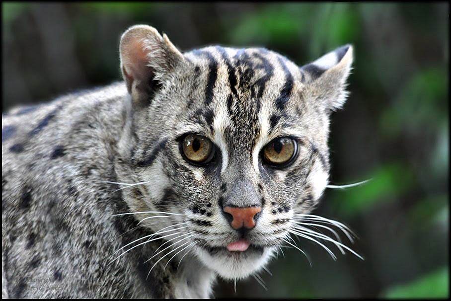 Freche Fischkatze !!! Foto & Bild | tiere, zoo, wildpark & falknerei ...