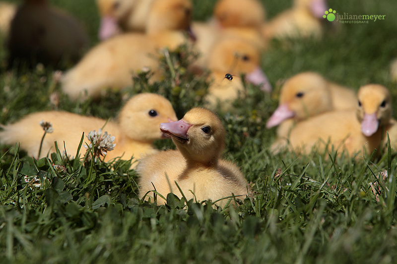 Freche Fliege :-) Foto & Bild | tiere, tierkinder, anderes Bilder auf ...