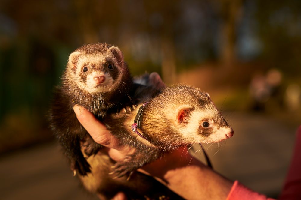 Freche Frettchen Foto & Bild | spezial, natur, emotionen Bilder auf ...