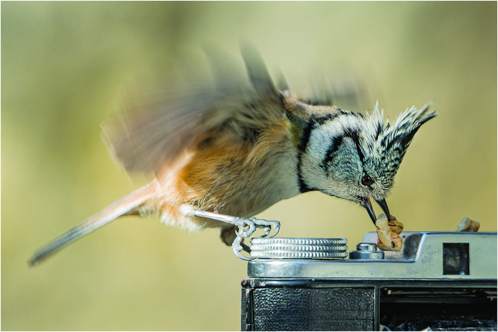 Freche Haubenmeise. Foto & Bild | tiere, wildlife, wild lebende vögel ...