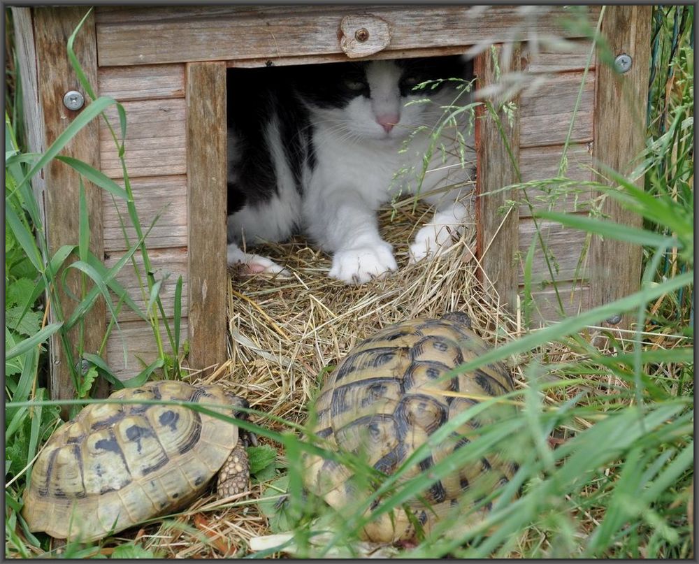 Freche Hausbesetzung Foto & Bild | tiere, katze, schildkröten Bilder ...
