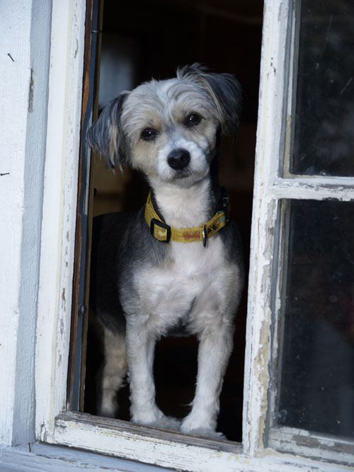 Freche Hündin Foto & Bild | tiere, natur Bilder auf fotocommunity