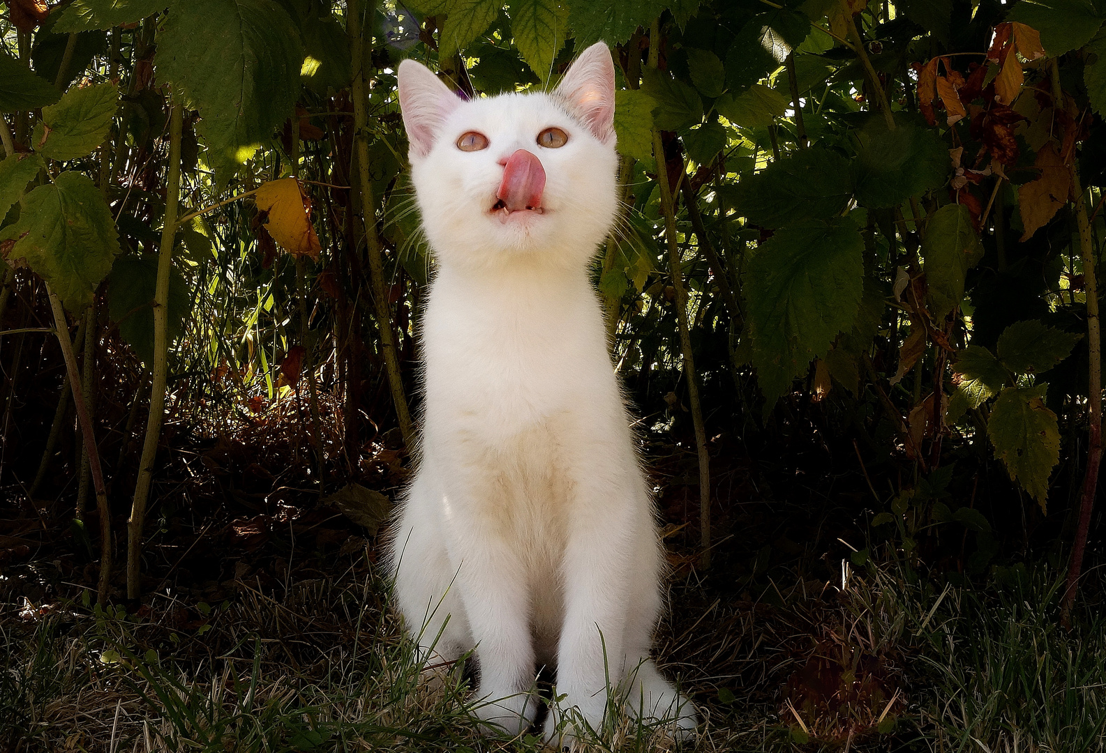 Freche Katze Foto & Bild | tiere, haustiere, katzen Bilder auf ...