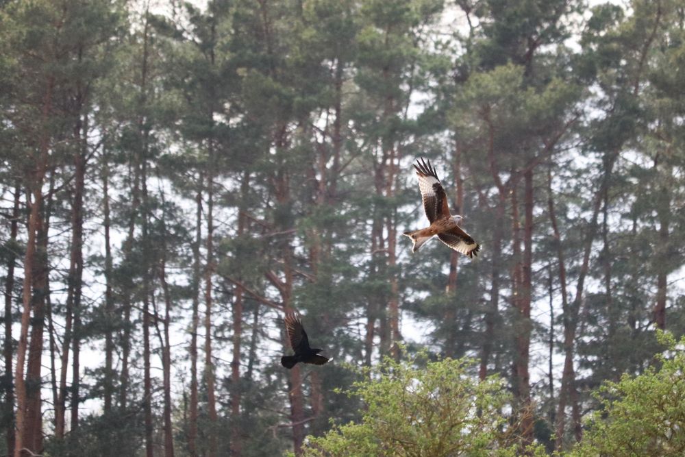 Freche Krähe Foto & Bild | tiere, wildlife, wild lebende vögel Bilder ...