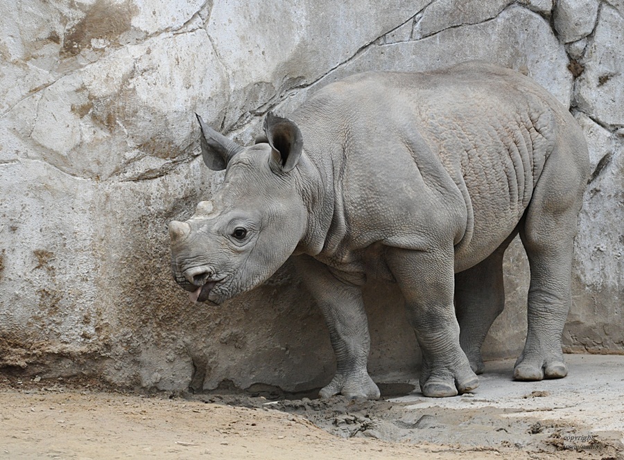 Freche MALA !!! Foto & Bild | tiere, zoo, wildpark & falknerei ...