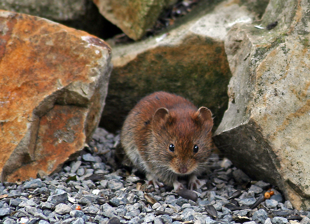 freche Maus Foto & Bild | tiere, wildlife, säugetiere Bilder auf ...