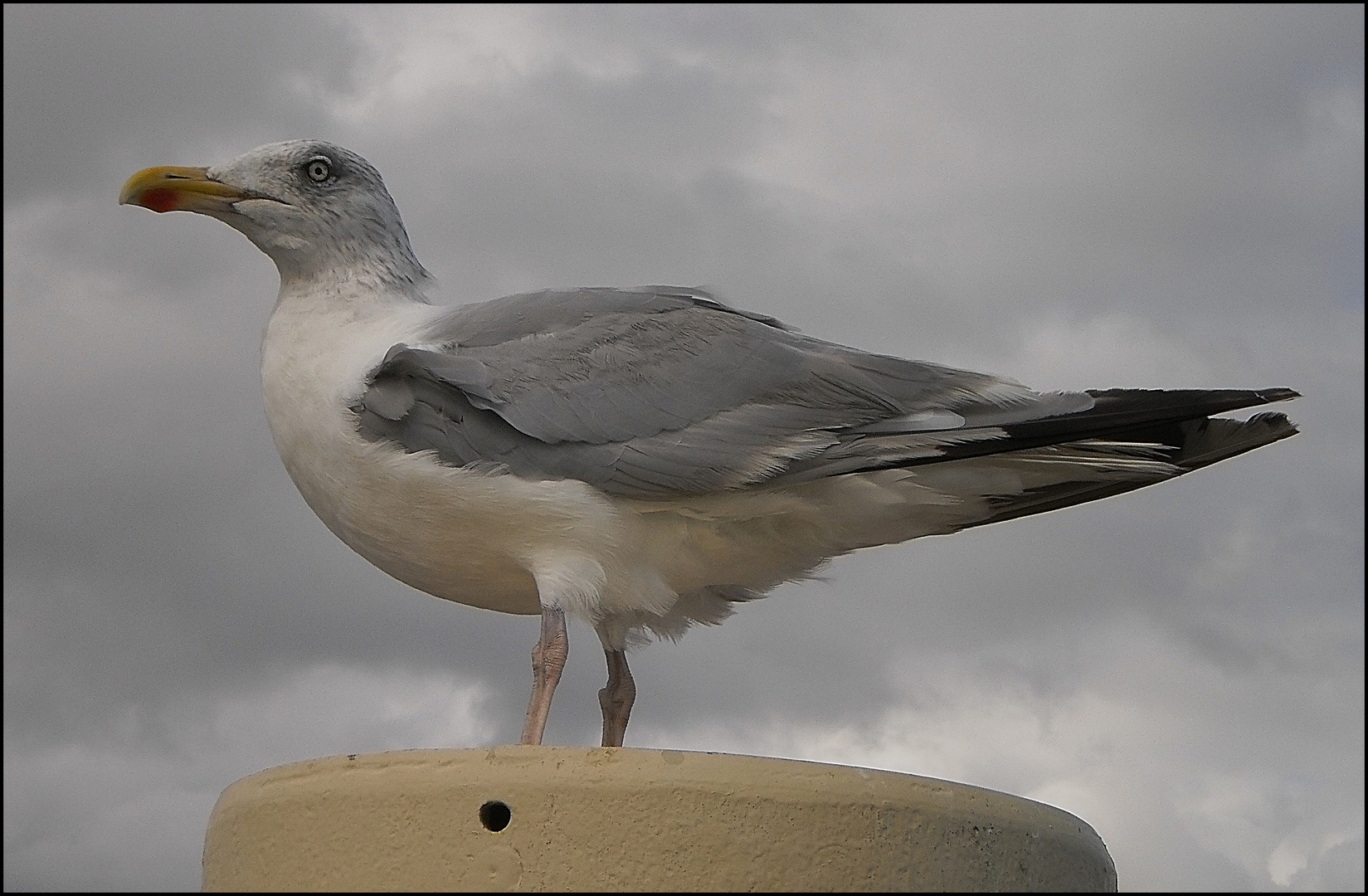 Freche Möwe Foto & Bild | tiere, wildlife, wild lebende vögel Bilder ...