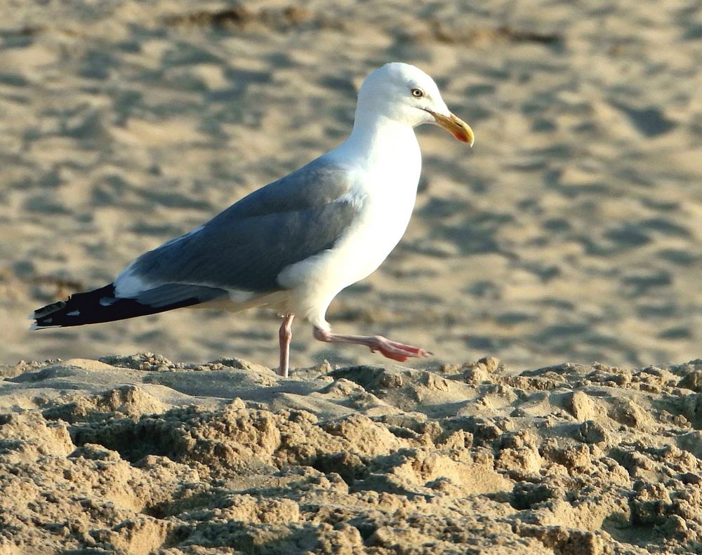 freche Möwe Foto & Bild | tiere, zoo, wildpark & falknerei, vögel ...