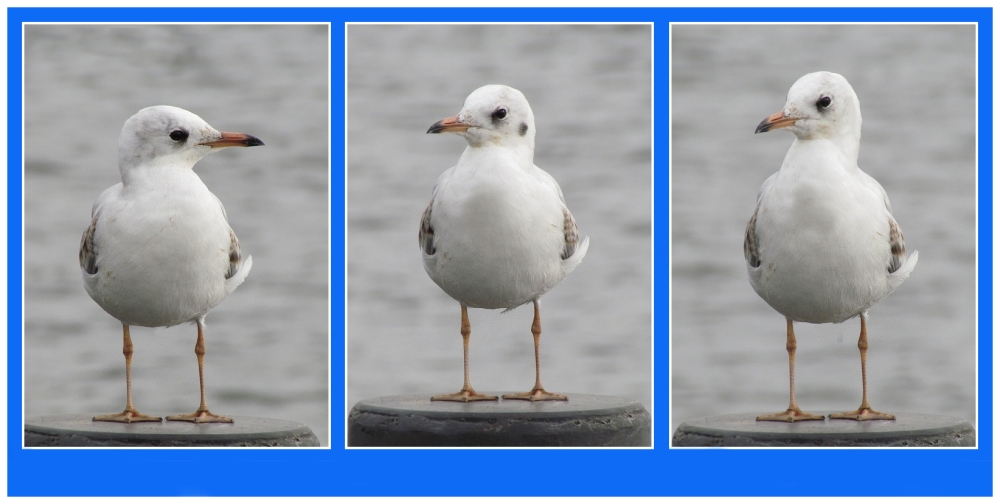 Freche Müritzmöven Foto & Bild | tiere, wildlife, wild lebende vögel ...