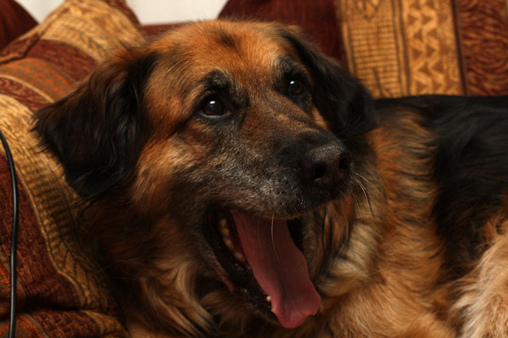 freche Schmusebacke Foto & Bild | tiere, haustiere, hunde Bilder auf ...