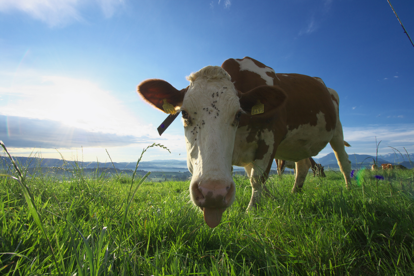 freche schweizer Kuh... Foto & Bild | tiere, natur Bilder auf fotocommunity