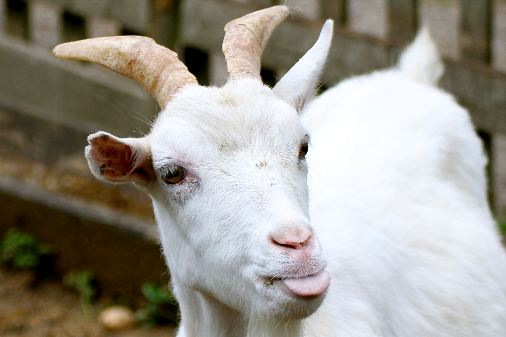 Freche Ziege Foto & Bild | Natur, Säugetiere, Zoo, Wildpark & Falknerei ...