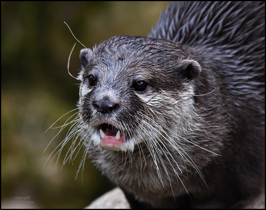 Frecher Zwerg !!! Foto & Bild | tiere, zoo, wildpark & falknerei ...
