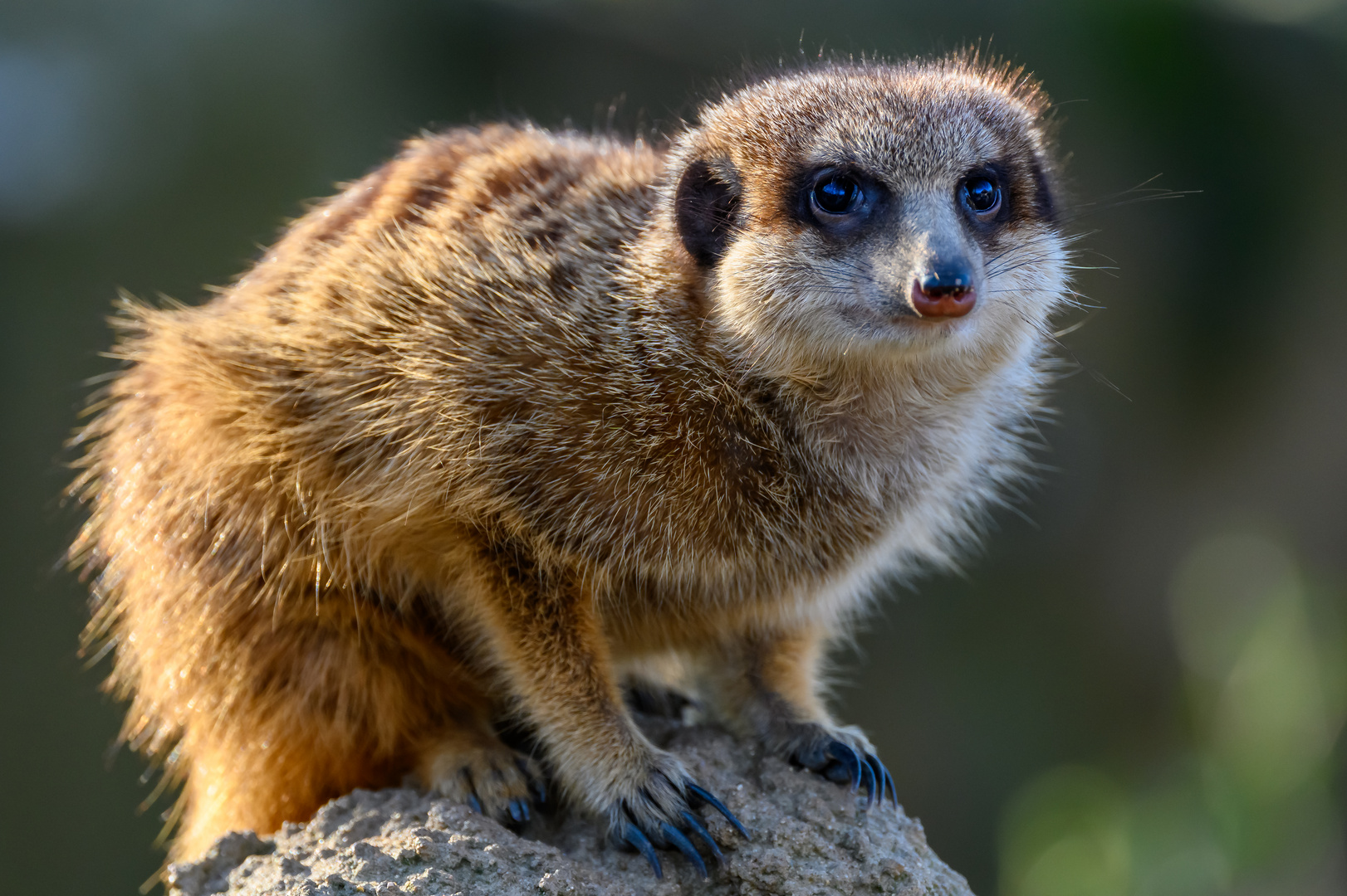 Fred Foto & Bild | natur, zoo, wildpark Bilder auf fotocommunity