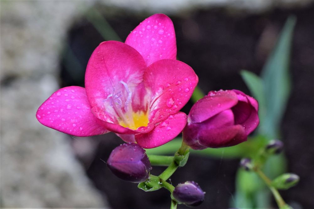 Freesie Foto & Bild | pflanzen, pilze & flechten, blüten ...