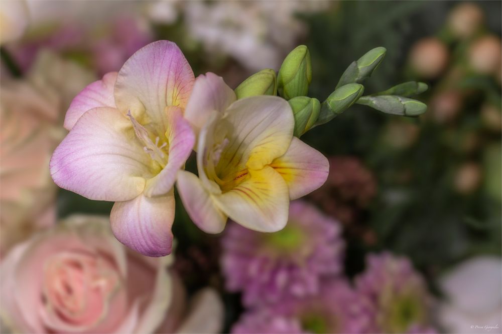 Freesien - Freesia - Freesia x hybrida Foto & Bild | natur ...