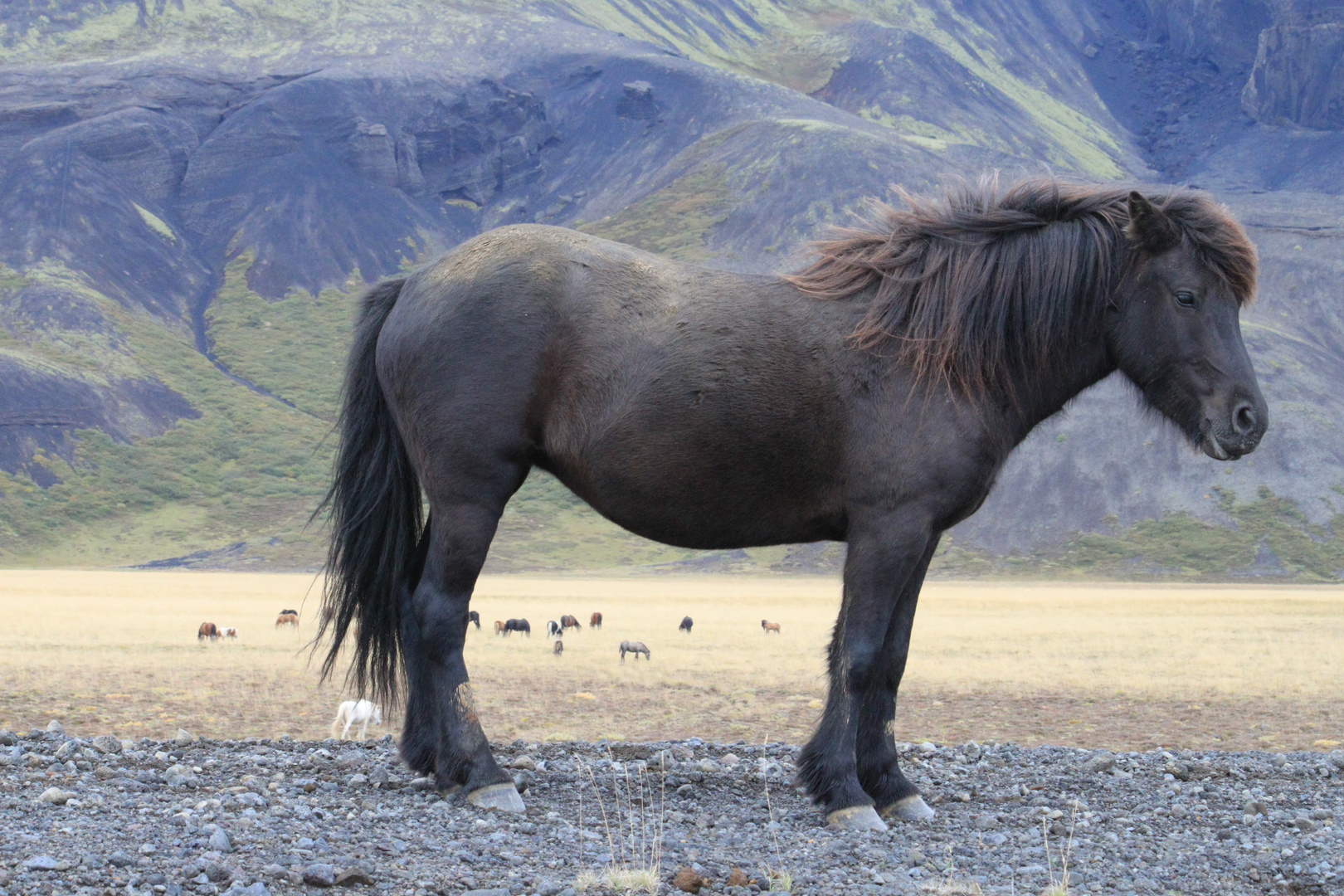 Frei laufende Islandpferde Foto & Bild | europe, scandinavia, iceland ...
