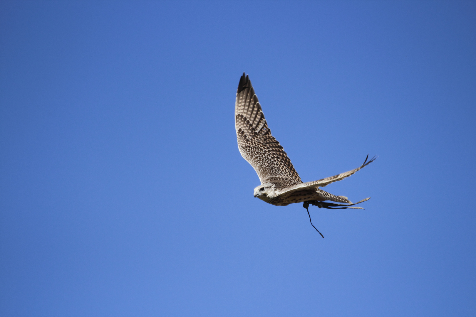 Frei wie der Wind! Foto & Bild | tiere, natur Bilder auf fotocommunity