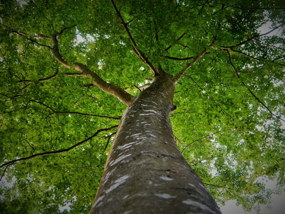 frei wie ein Baum Foto & Bild | landschaft, wald, natur Bilder auf ...