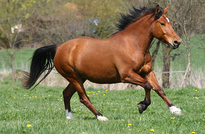 Freiberger Leila Foto & Bild | tiere, haustiere, pferde, esel ...