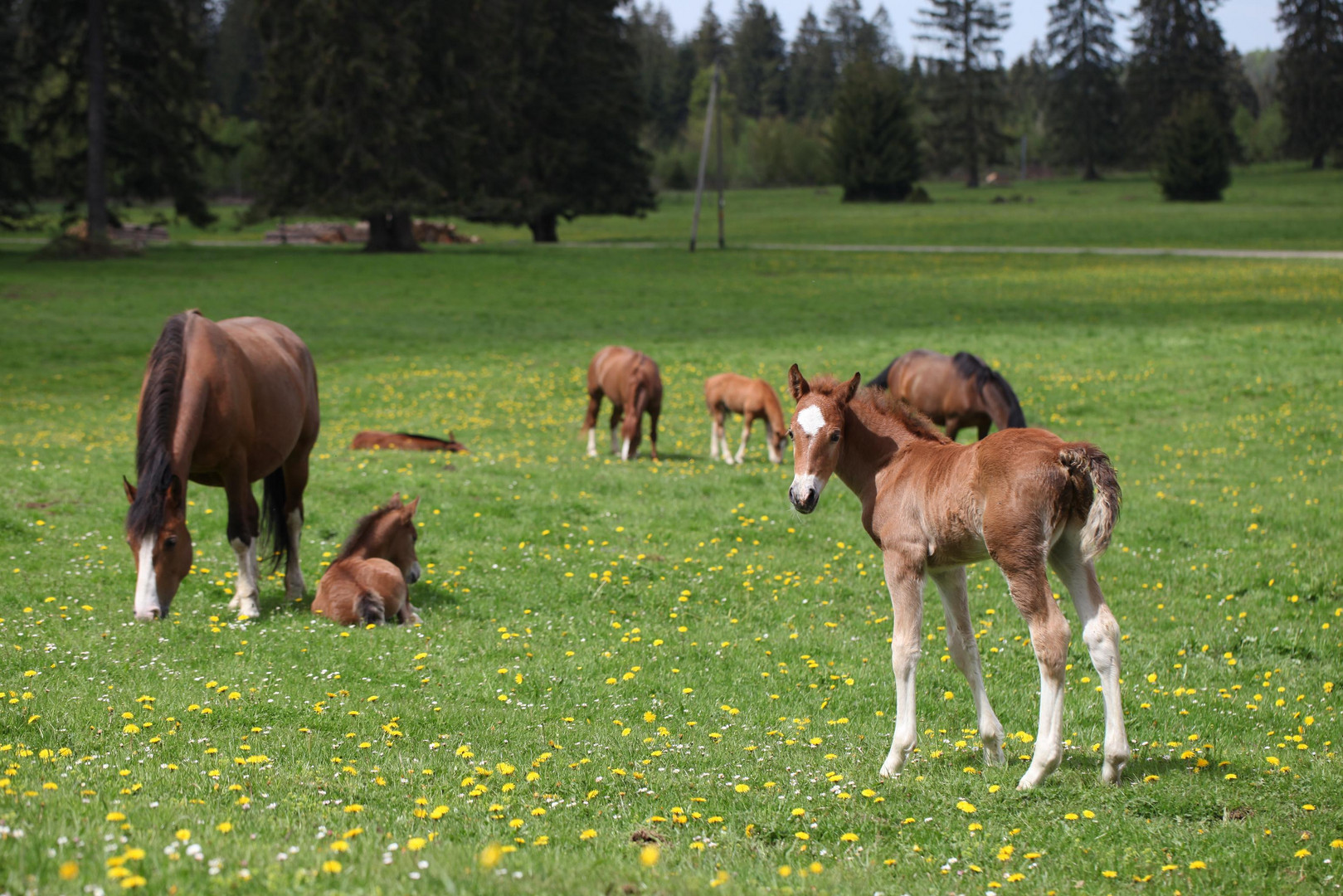 Freiberger Pferde in den Franche Montagnes Foto & Bild | tiere ...