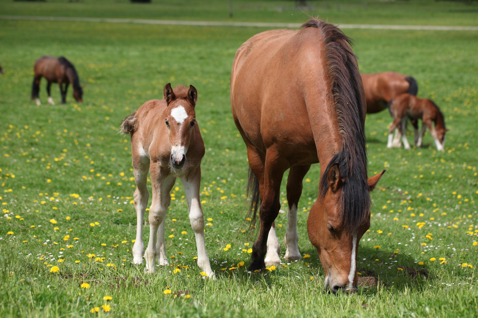 Freiberger Pferde in den Franche Montagnes II Foto & Bild | tiere ...