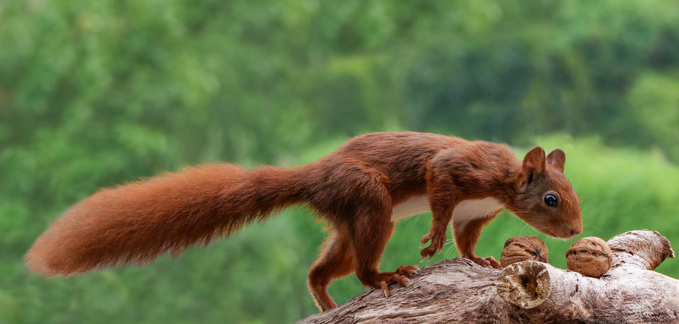 Freie Auswahl Foto & Bild | tiere, wildlife, säugetiere Bilder auf ...
