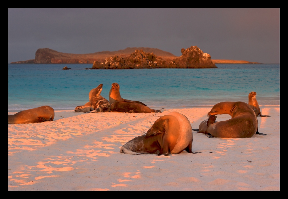 Freie Körper Kultur Foto & Bild | tiere, wildlife, säugetiere Bilder ...