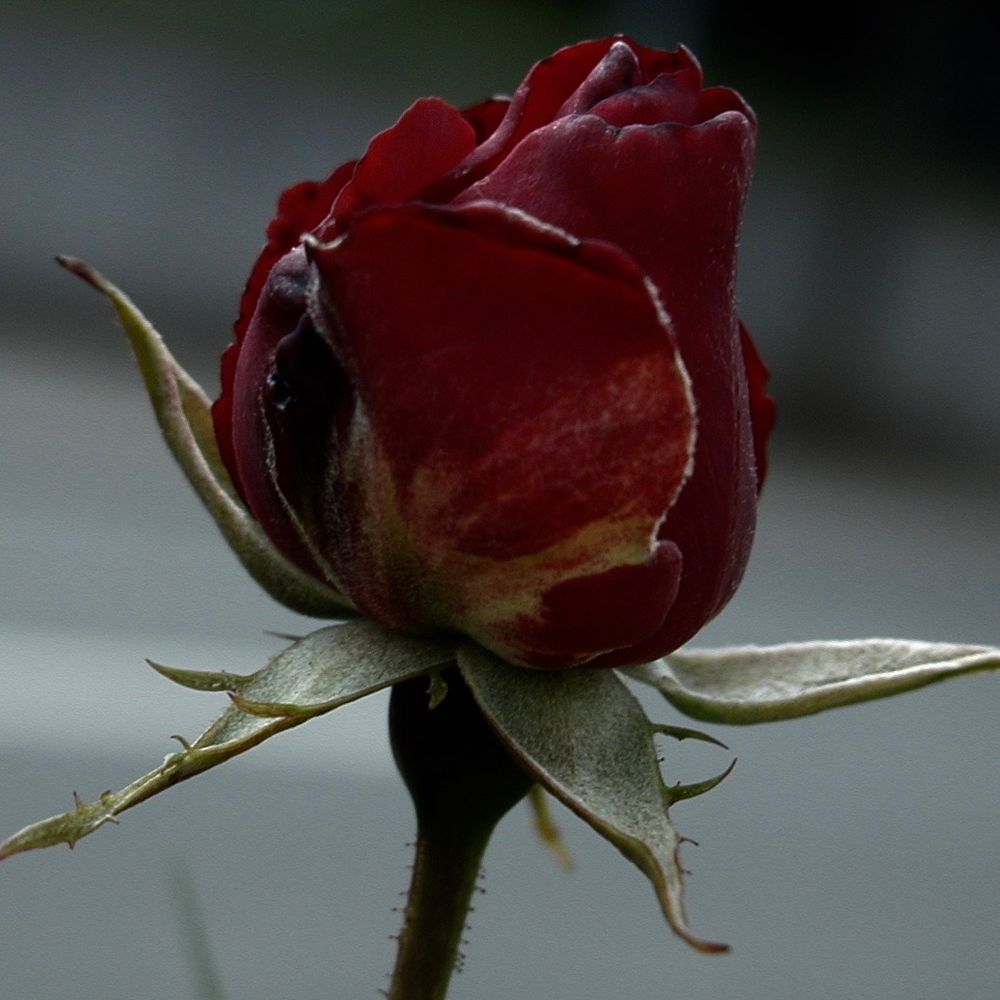 Freie Trauerbilder Foto & Bild | freie trauer bilder Bilder auf ...