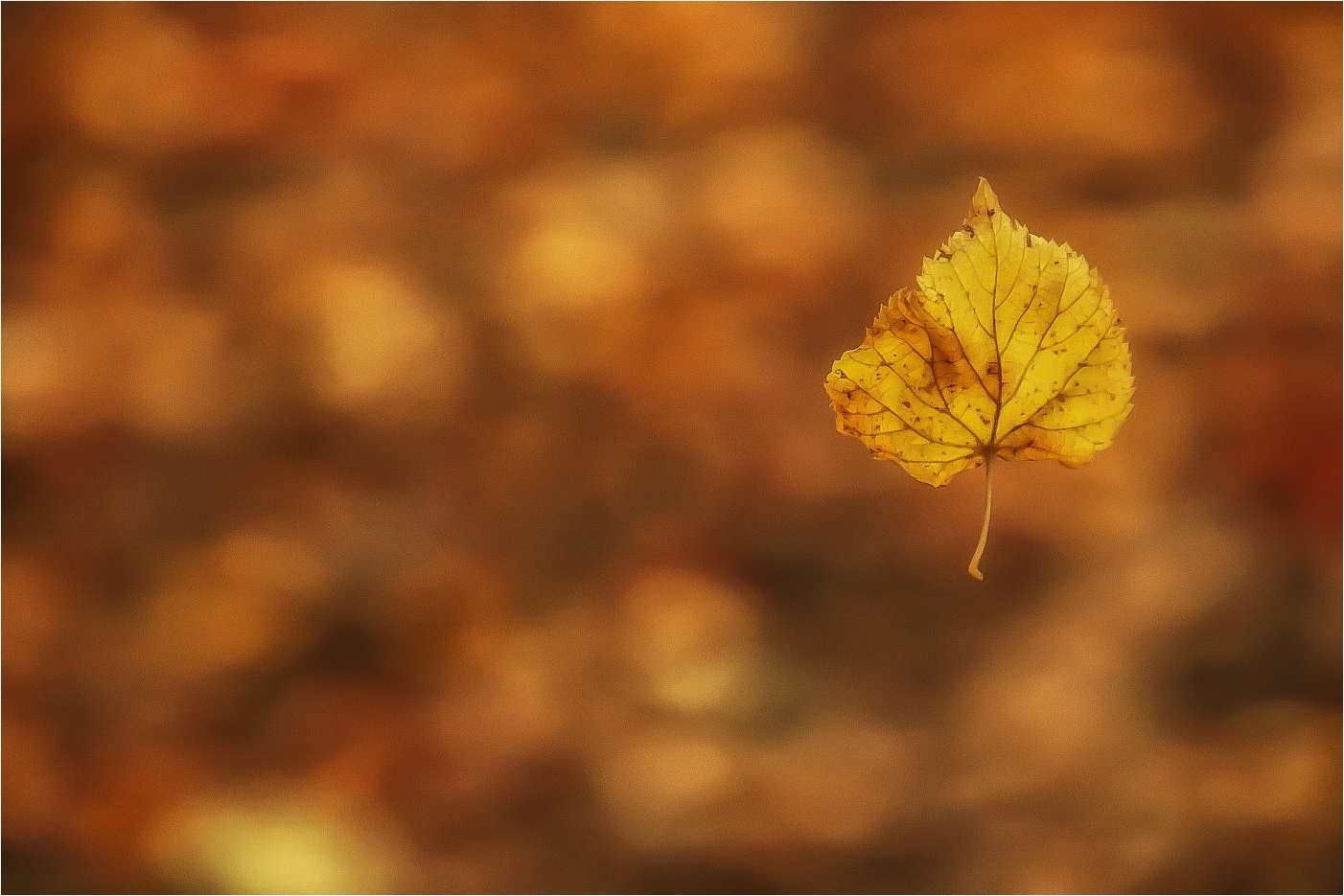 Freier Fall Foto & Bild | world, licht, natur Bilder auf fotocommunity