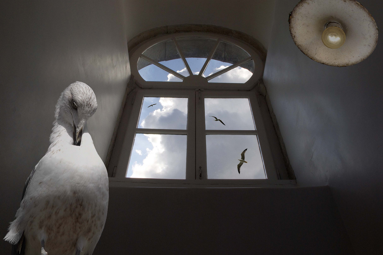 Freiheit ... Foto & Bild | spezial, composing, digiart Bilder auf fotocommunity