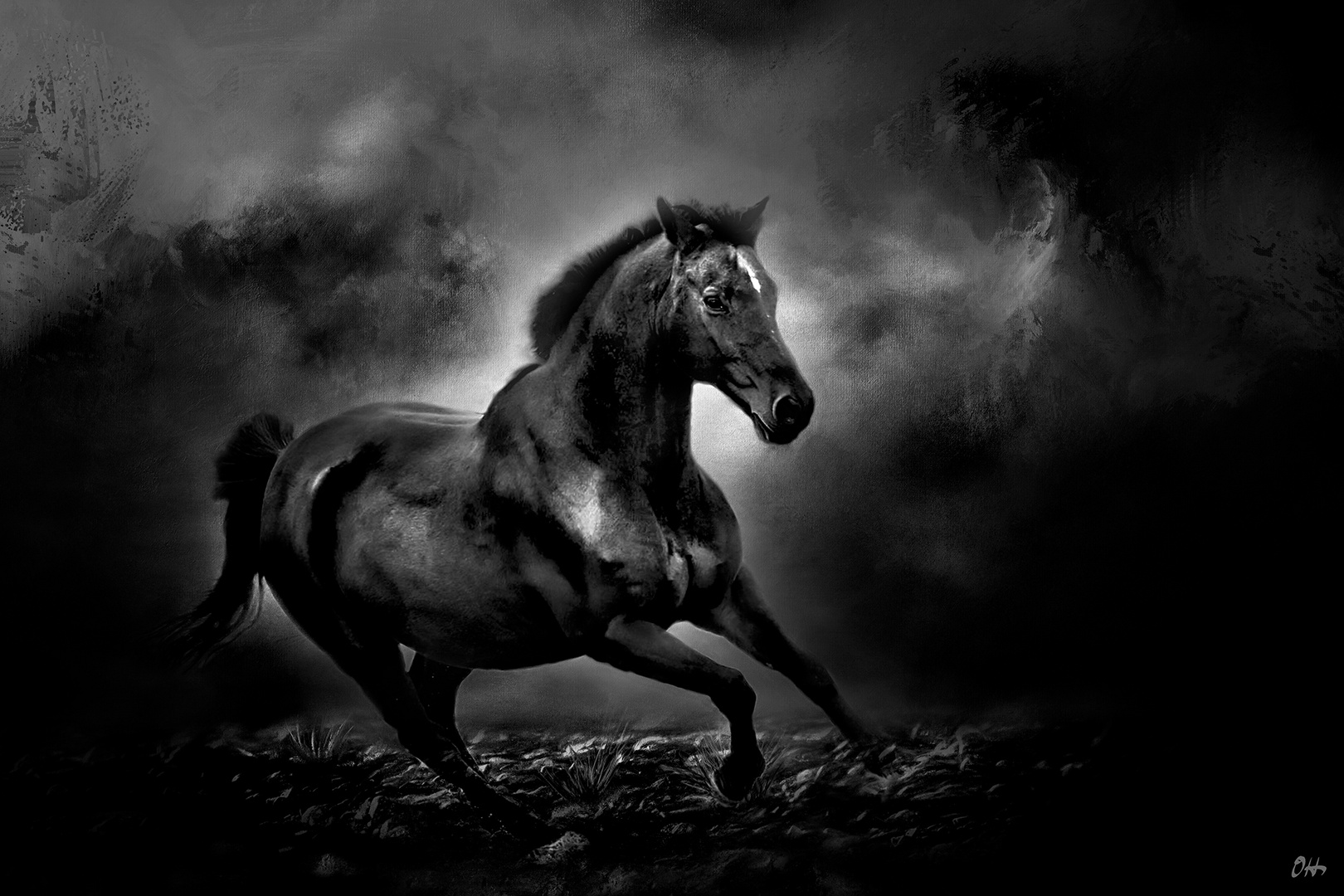 Freiheit... Foto & Bild | tiere, monochrom, bearbeitungs - techniken Bilder auf fotocommunity