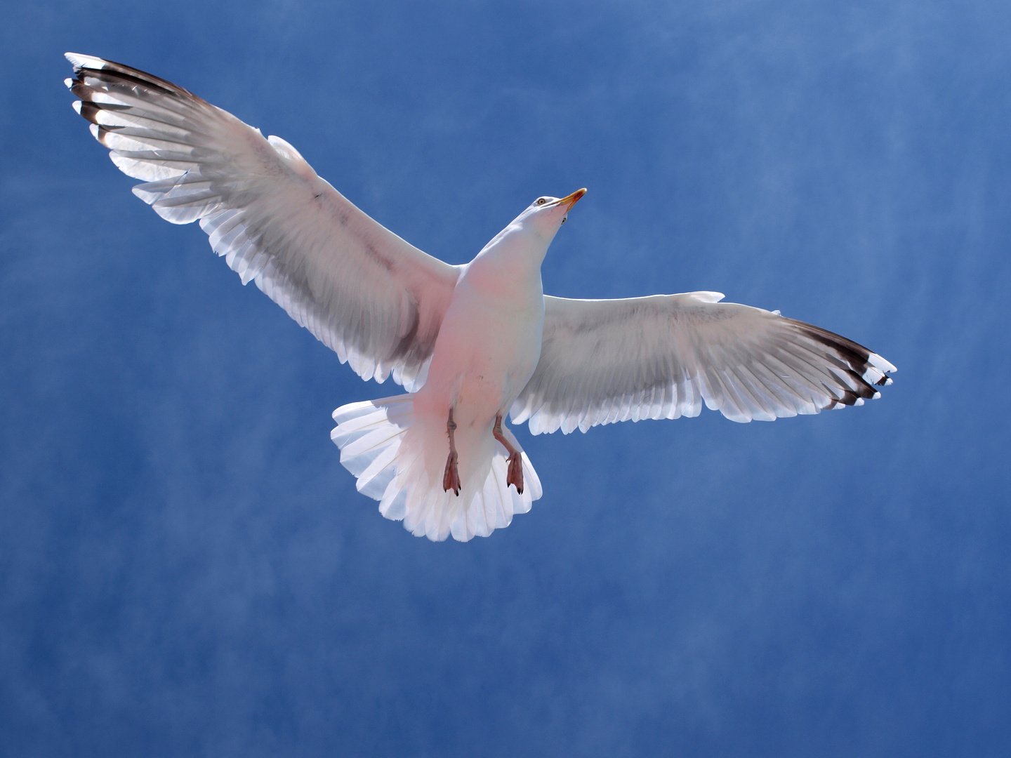 Freiheit Foto & Bild | tiere, wildlife, wild lebende vögel Bilder auf fotocommunity