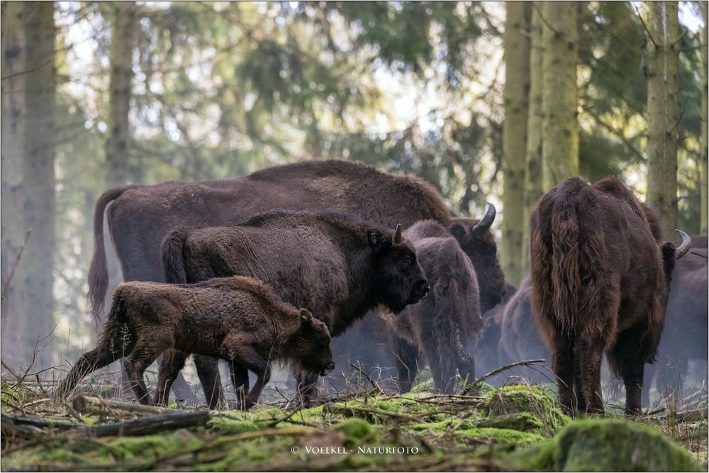 Freilebende Wisente | Voelkel-Naturfoto