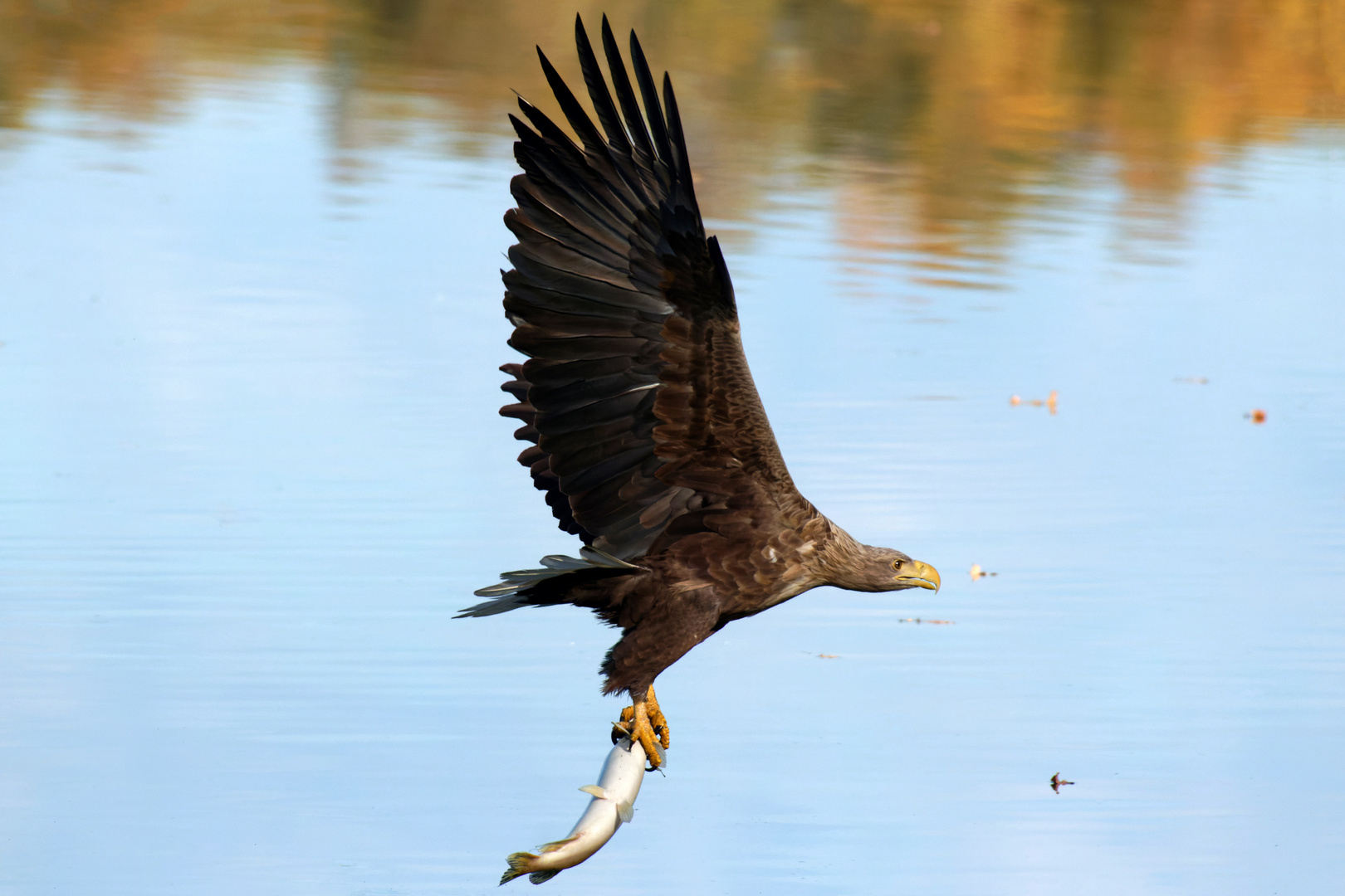 "Freischweber" - Seeadler mit Beute Foto & Bild | world, wasser, natur ...