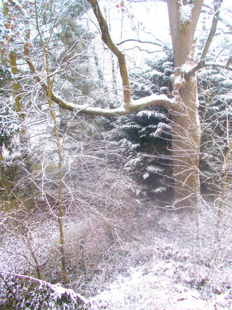 Freitag: Schnee !! Foto & Bild | januar, winter, schnee Bilder auf ...