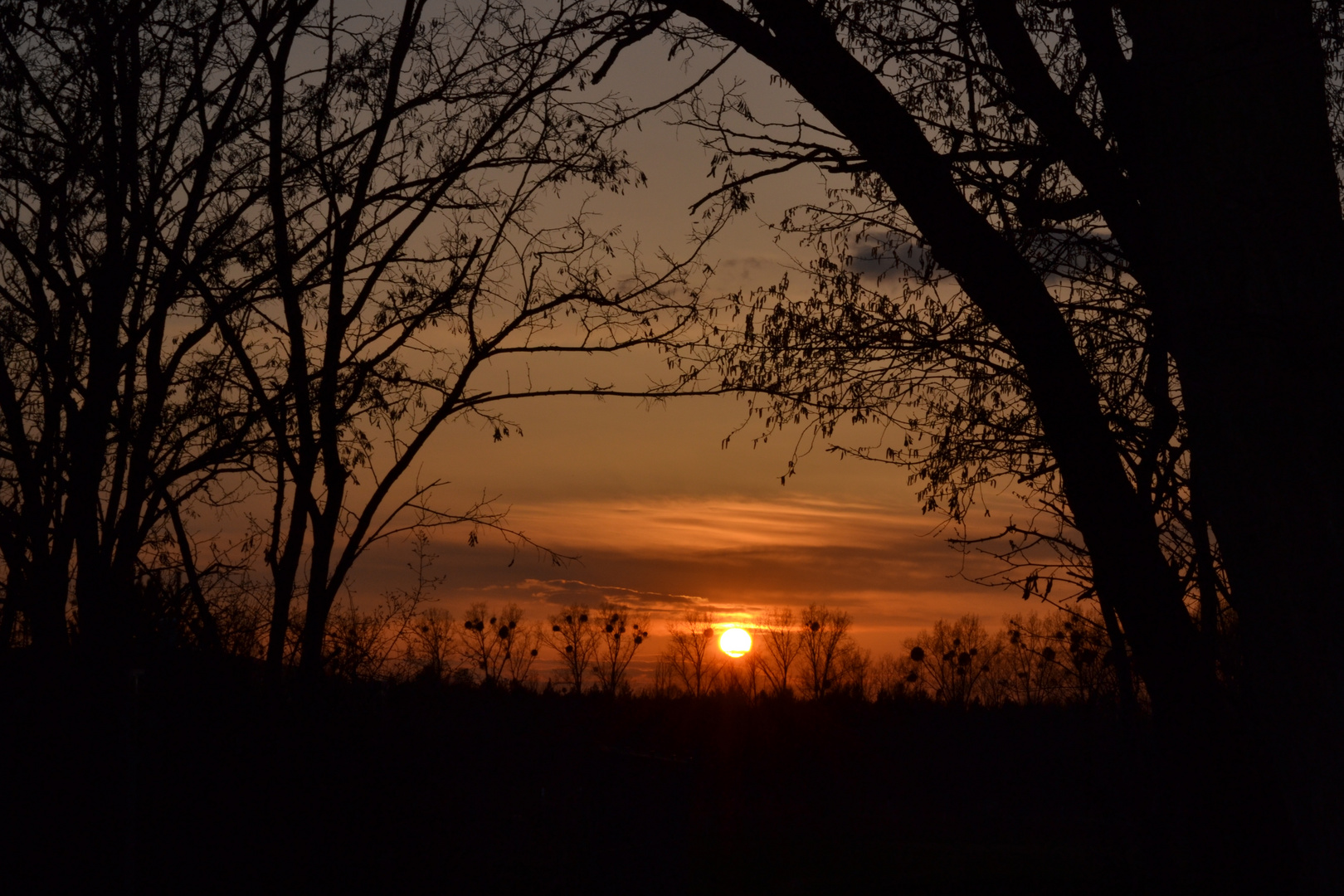 Freitagabend Foto & Bild | sonnenuntergang, wald, bäume Bilder auf ...