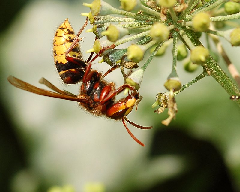 Frelon (4) photo et image | macro nature, macro insectes, nature Images ...