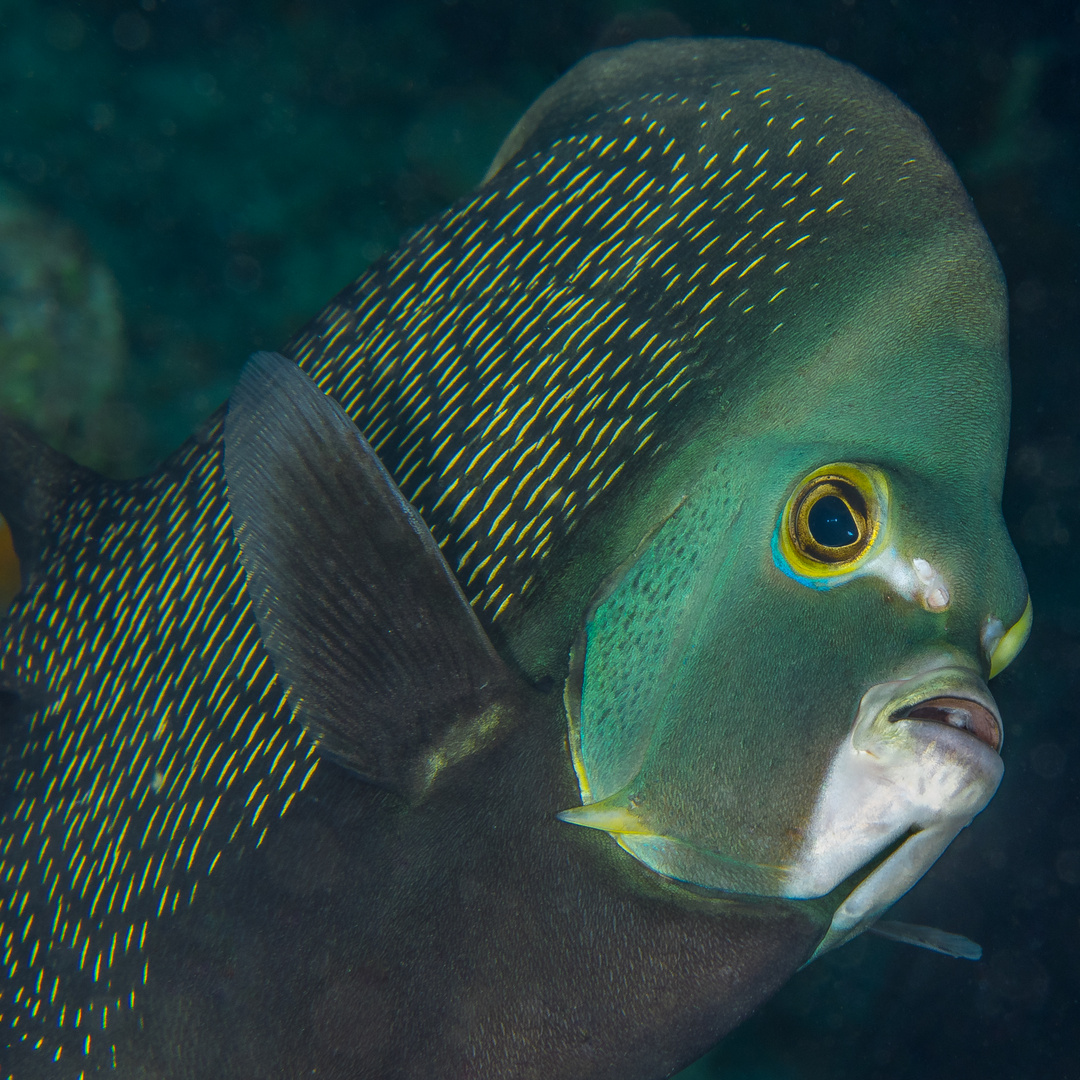French Angelfish Foto & Bild | unterwasser, uw-salzwasser, natur ...